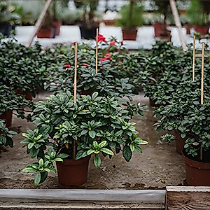 Plant Stakes Natural Garden Bamboo Sticks for Indoor and Outdoor Plants, GAGINANG 20pcs Plant Support Stakes for Tomatoes, Beans, Potted Plants - 18 inches