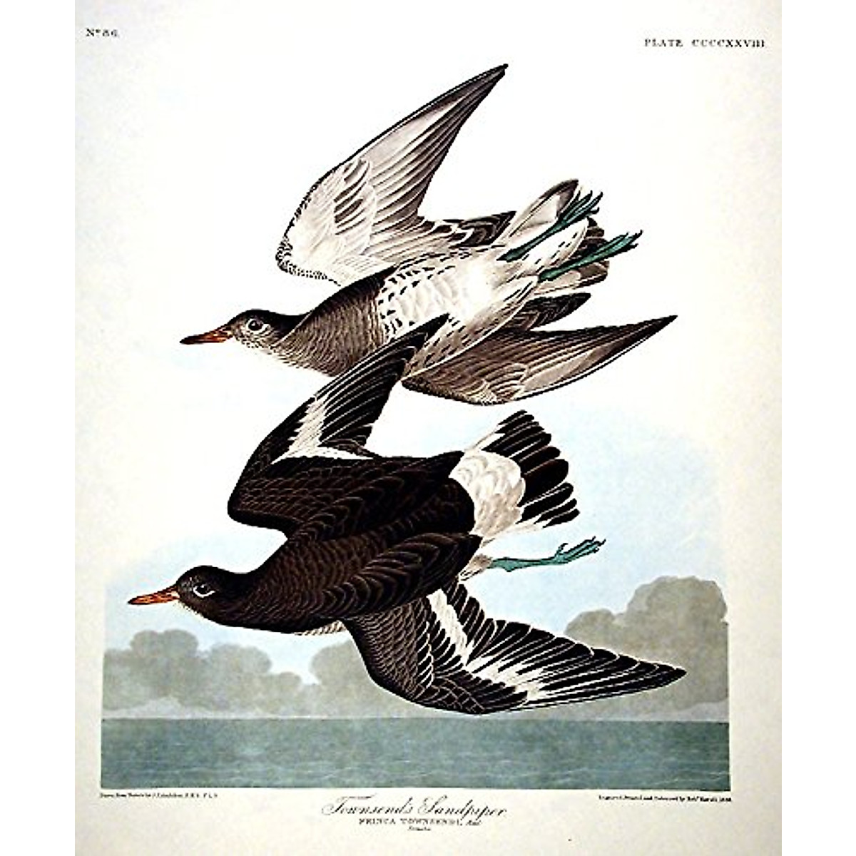 Townsends Sandpiper. From"The Birds of America" (Amsterdam Edition)