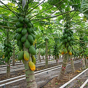David's Garden Seeds Fruit Papaya Sunset 15 Non-GMO, Heirloom Seeds