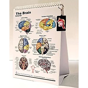 Speech Language Pathology SLP Charts Complete Series with QR Codes for Animation with Mini Head Model, Swallowing, Brain, Larynx, Lungs, Speech Articulation, Voice and More