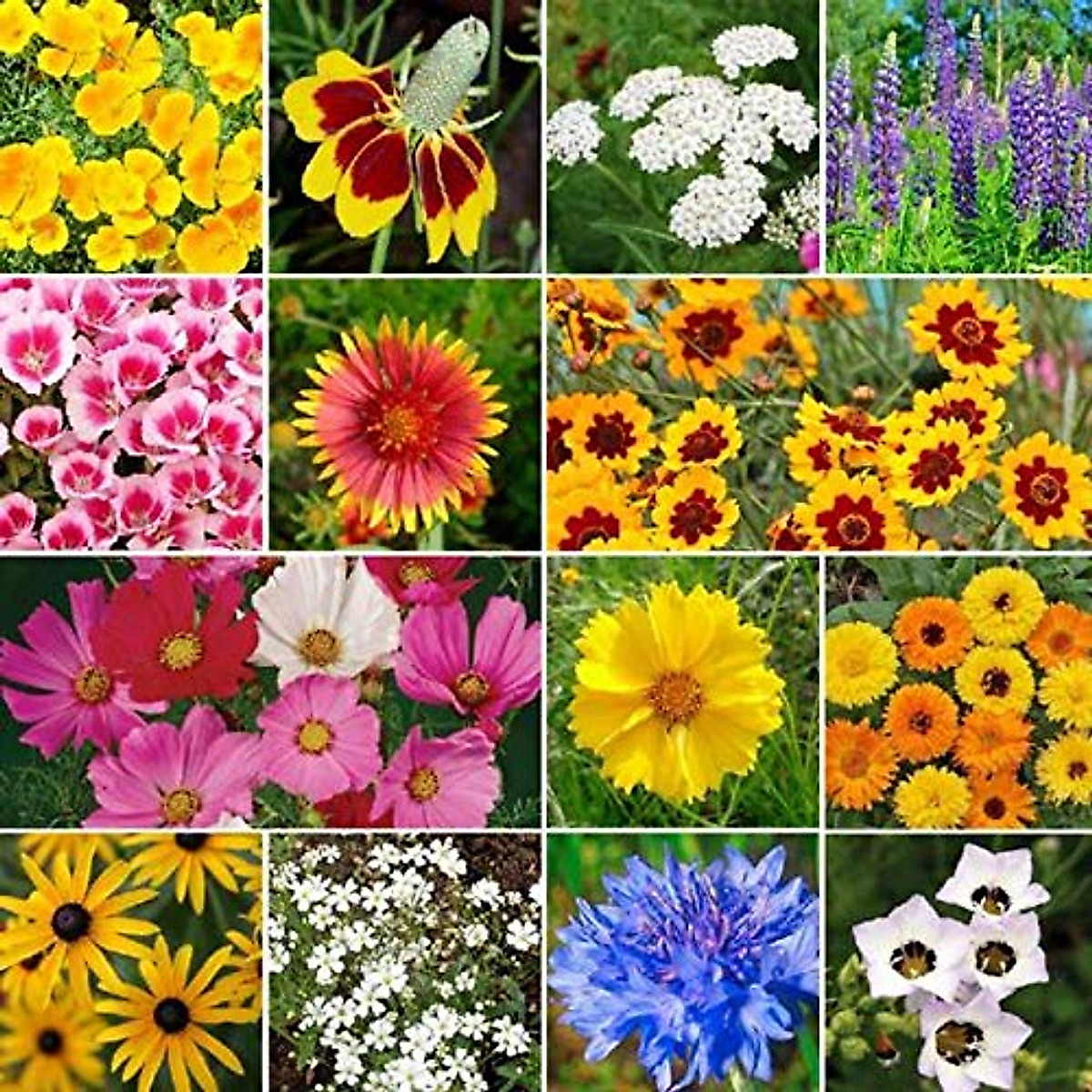 Bird & Butterfly Wildflower Pollinator Mix - 65,000+ Seeds Perennial & Annual Flowers - Planting Outdoors for Hummingbirds & More - Calendula, Yarrow, Poppy, Baby's Breath