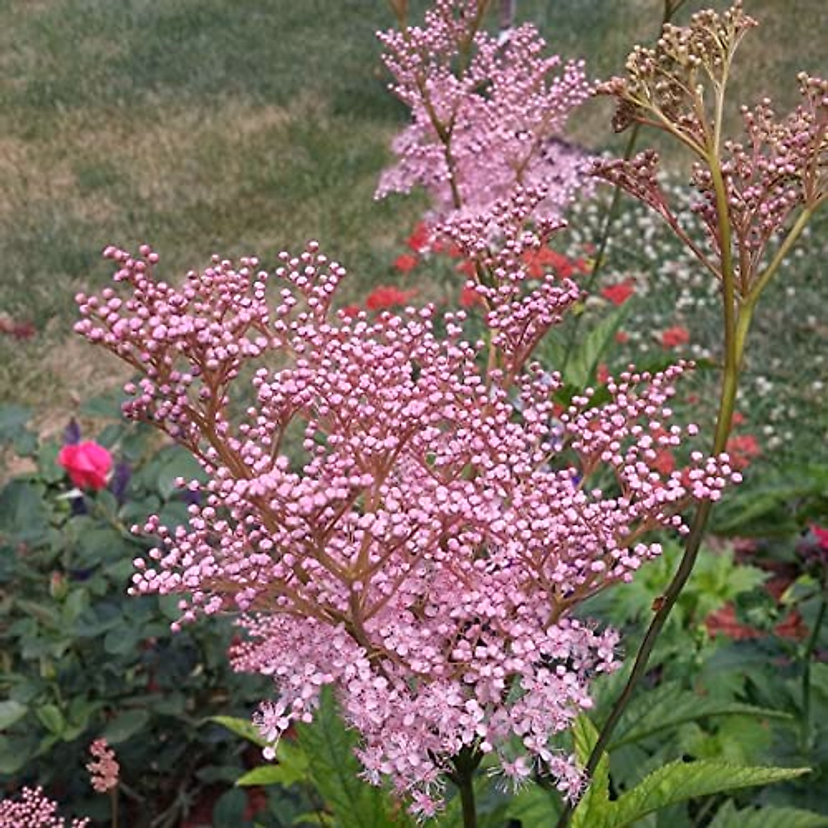 CHUXAY GARDEN Pink Filipendula Ulmaria-Meadowsweet,Mead Wort,Queen of The Meadow,Meadow-Wort,Meadow Queen,Dollof,Meadsweet,Bridewort 40 Seeds Lovely Flowers Great for Garden
