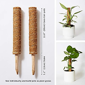 Moss Pole Monstera Plant Support - Train Indoor Climbing Plants to Grow Upwards - 2 Coco Coir Totem Stakes