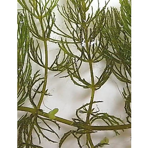 Marcus Fish Tanks Hornwort Coontail Ceratophyllum Easy Live Aquarium Plant Oxygenating Pond Plant Buy 2 GET 1 Extra