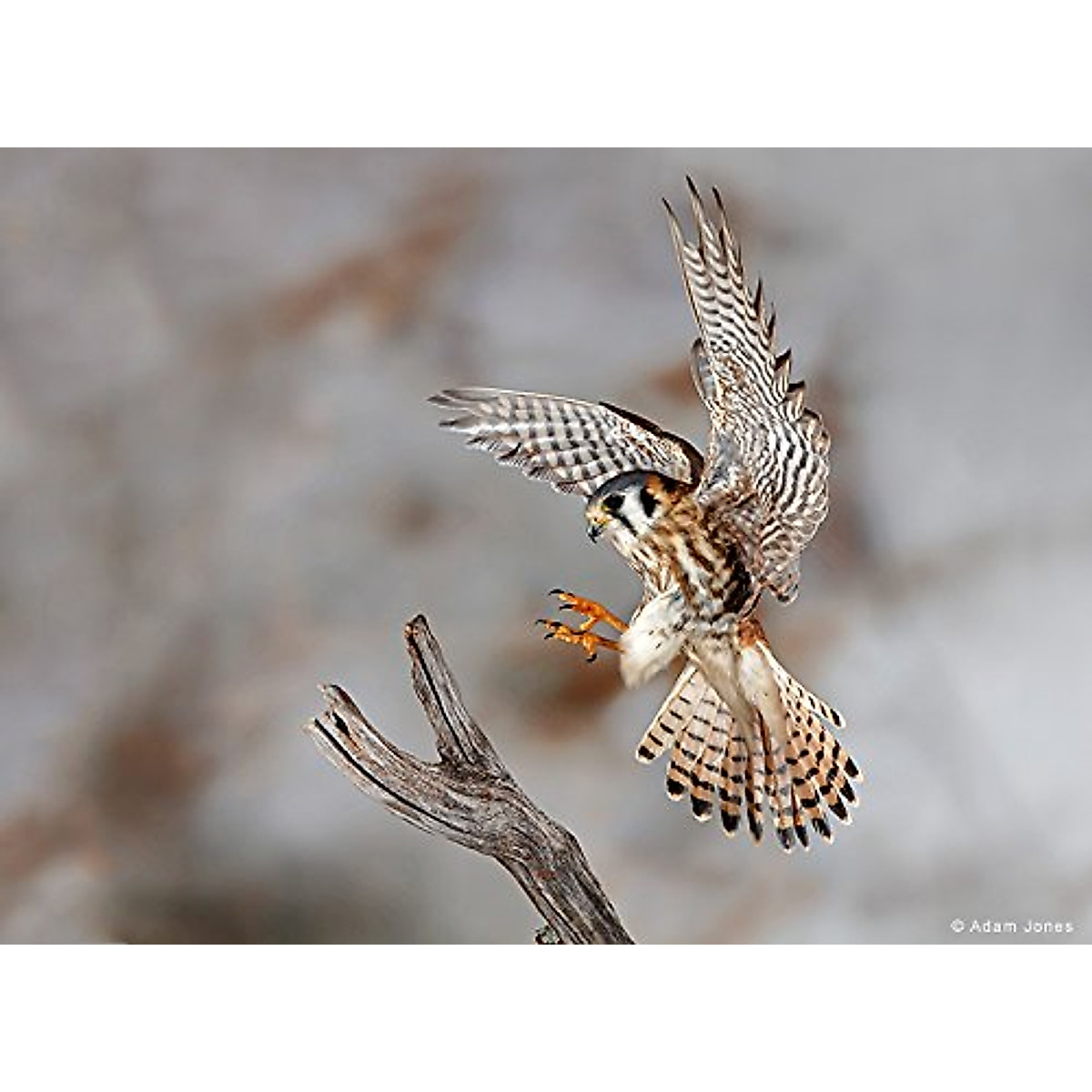 JINTU 420-800mm f/ 8.3-F16 Manual Telephoto Camera Zoom Lens for Canon EOS DSLR Cameras 4000D 90D 60D, 70D 77D, 70D,80D, 850D 650D, 750D, 7D, T7i, T7s, T7, T6s, T6i, T6, T5i, T5, SL2 SL1 Digital