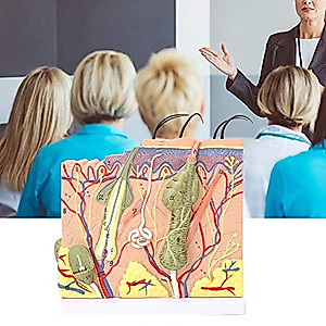 50X Human Skin Magnified Mode Laboratory Skin Model Biology Teaching