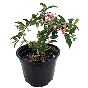 Barbados Cherry Plant - Malpighia emarginata - Indoors/Out - 4" Pot