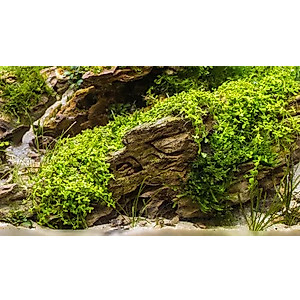 Marcus Fish Tanks - 3X Dwarf Baby Tears Hemianthus Callitrichoides Live Aquarium Plants