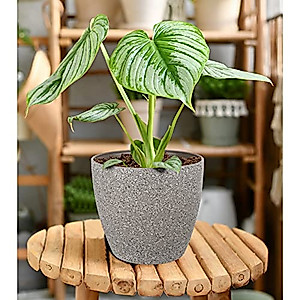 Vanavazon Plant Pots 9/8/7 Inch Set of 3 Flower Pots Indoor Outdoor Plastic Planters with Drainage Hole and Tray (Beige)