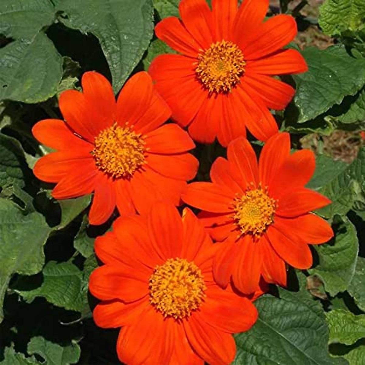 QAUZUY GARDEN - 50 Red Mexican Sunflower Seeds Tithonia Speciosa Red Torch, Striking Flower for Garden, Outdoor and Indoor, Attract Pollinators, Great for Cut Flower