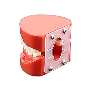 Dental Typodont Standard Teeth Model for Teaching Practice Demonstration Flossing Model for Adult