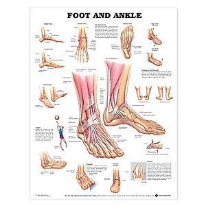 Foot and Ankle Anatomical Chart