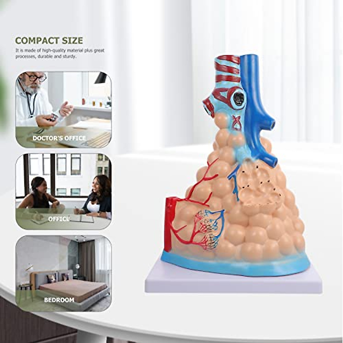 Scicalife Manikin Body Human Respiratory Lung Model Respiratory Large Alveolus Model Experiment Model Manikin