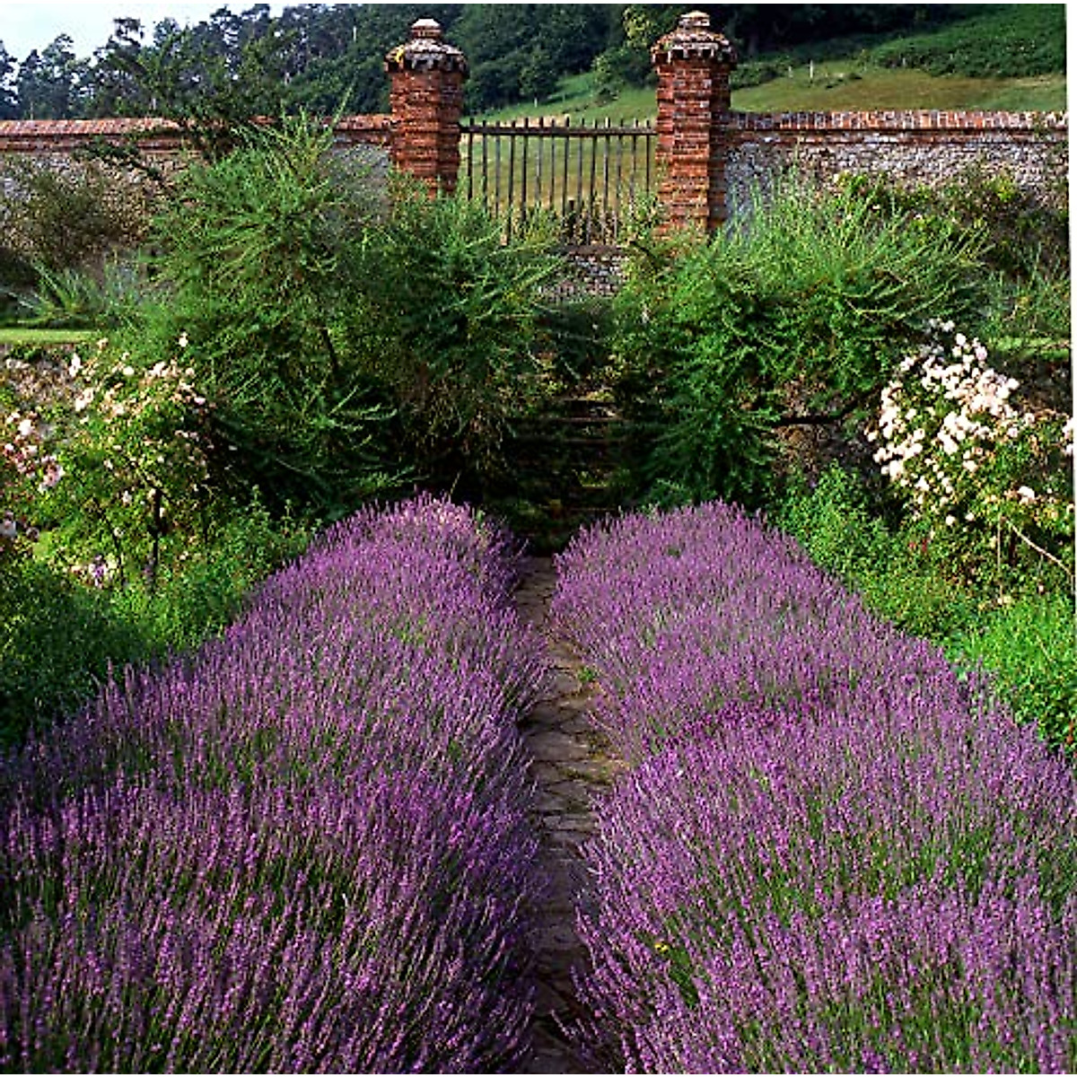 English "Vera" Lavender Seeds for Planting, 1000+ Seeds Per Packet, (Isla's Garden Seeds), Non GMO & Heirloom Seeds, Botanical Name: Lavandula angustifolia, Great Herb Garden Gift