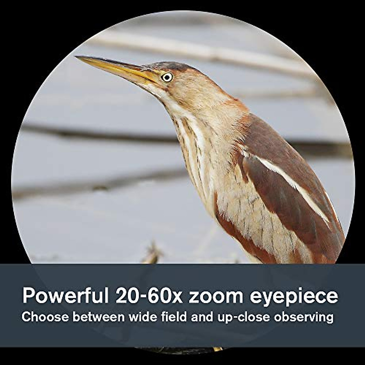 Celestron – LandScout 80mm Angled Spotting Scope – Fully Coated Optics – 20–60x Zoom Eyepiece – Rubber Armored – Tabletop Tripod and Smartphone Adapter