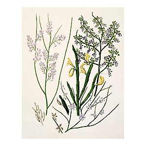 Vintage Botanical Prints | Forest Plants by Ink Inc. | Wildflower Leaves Floral Wall Art | Set of 6 8x10 Unframed