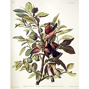 Ground Dove. From"The Birds of America" (Amsterdam Edition)