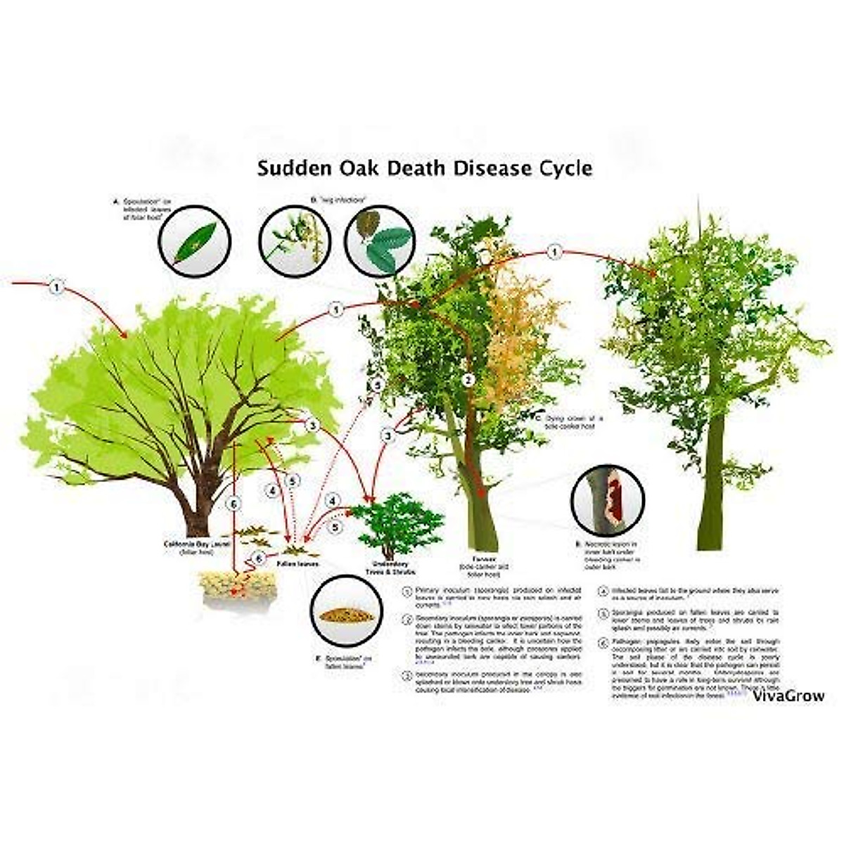 Quest Reliant Systemic Fungicide (Agri-Fos/Garden Phos) 1 Gallon