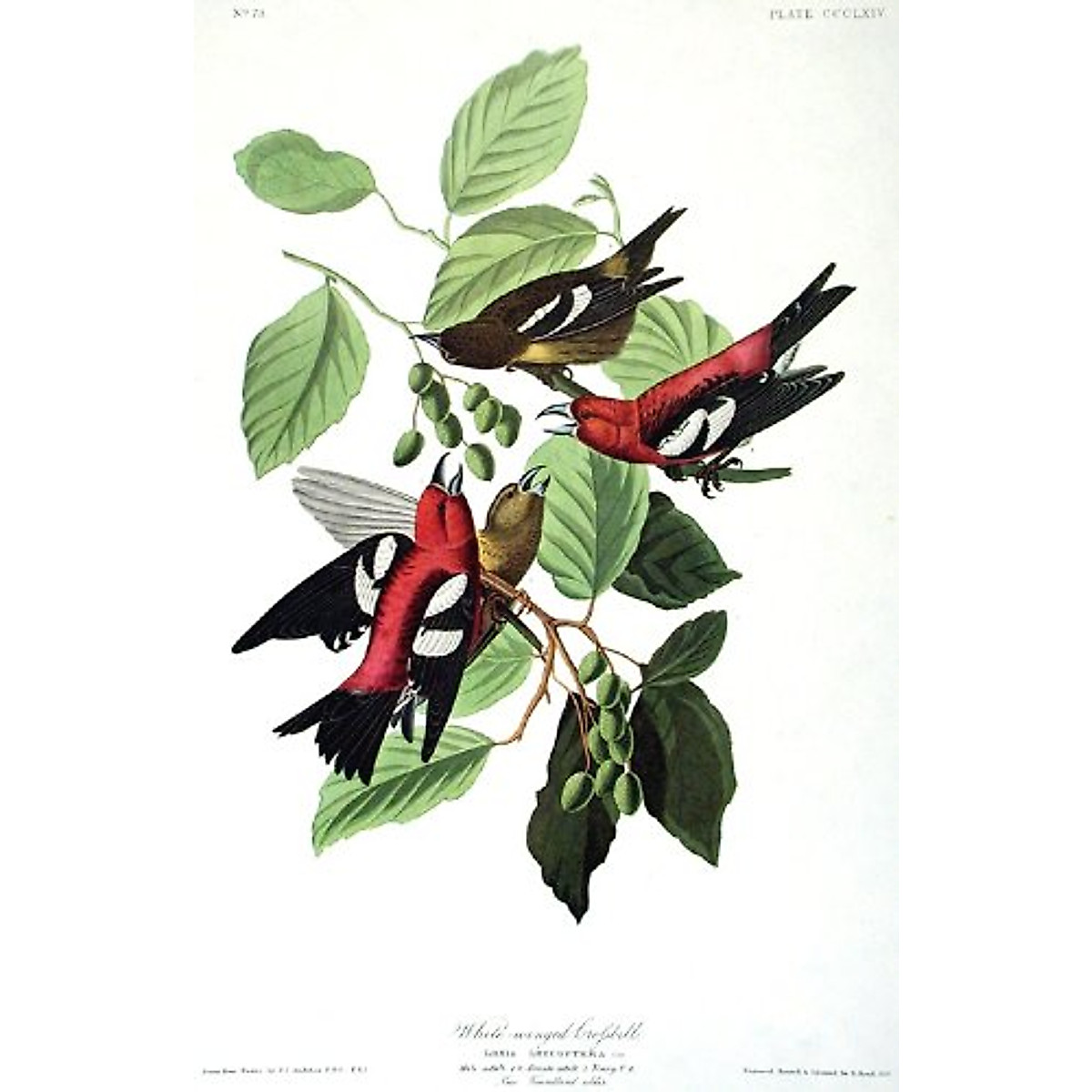 White-winged Crossbill. From"The Birds of America" (Amsterdam Edition)