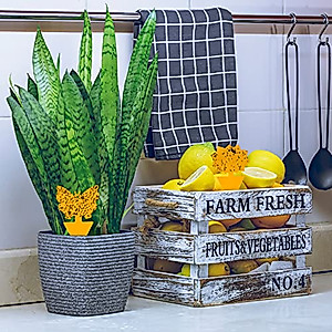 36 Pcs Gnat Sticky Traps for Plants, Fungus Gnat Sticky Trap Fruit Fly Traps for Indoors Orange House Plant Bug Sticky Gnat Killer Indoor, Flying Insect Traps Indoor and Outdoor Gnats Trap