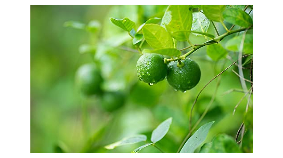 Grow Fast-Growing Key Lime Tree Seeds | Fresh Citrus Garden