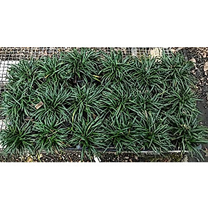 Dwarf Mondo Grass Qty 90 Live Plants Shade Loving Evergreen Ground Cover