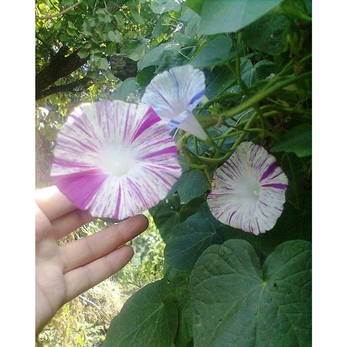 RAISE ME UP: Seeds Morning Glory Harlequin Mix Annual Flowers