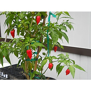 Ghost Pepper Seeds - Capsicum chinense - 35 Seeds, 1/4 Gram - B67