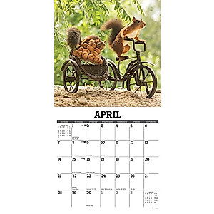 Willow Creek Press Gettin' Squirrelly Monthly 2024 Wall Calendar (12" x 12")