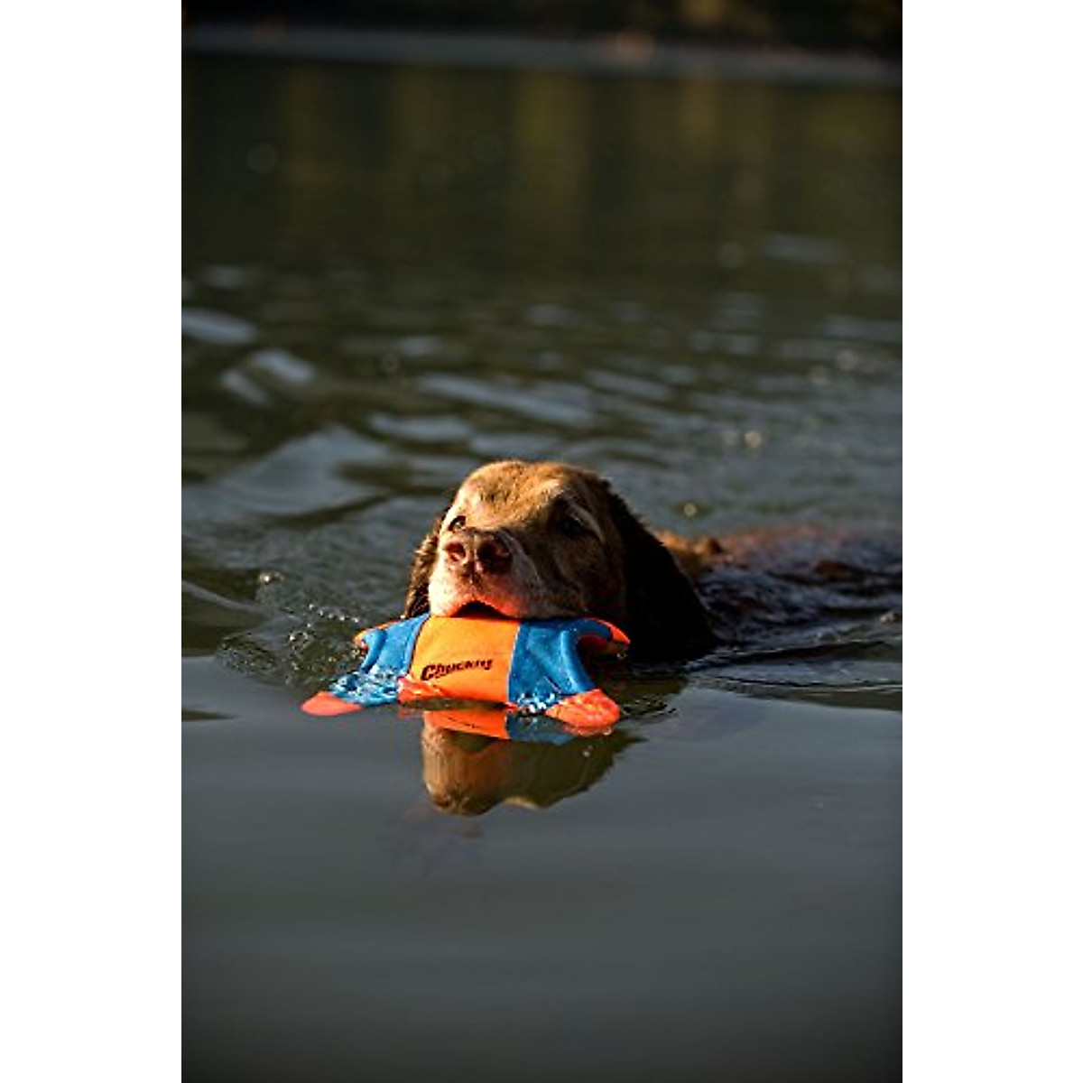 Chuckit! Flying Squirrel Spinning Dog Toy, Large (Orange/Blue), Multi Colored, for Medium breeds