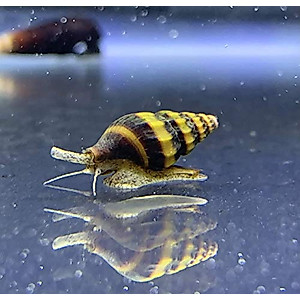 Assassin Snails x3 (Clea Helena) 1/2" to 3/4" Live Freshwater Snail Plants