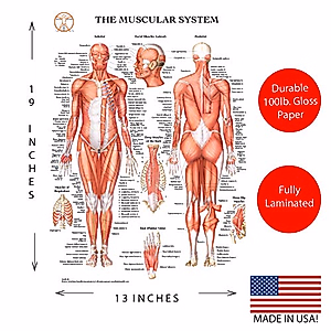 Human Body Anatomy Laminated 3 Poster Set Includes Skeletal System Muscular System and Organs of the Human Body Medical Charts Nursing Medical Student Gifts 13"x19" Professional