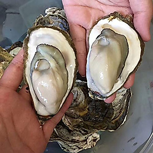 DOITOOL Oyster Shucking Knife Crab Tools Corkscrew 2Pcs Stainless Steel Oyster Knife Non- Clams Knives Seafood Scallop Opening Tools for Home Kitchen Kits Home Tools Shell Knives