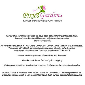 Pixies Gardens Thompson Seedless Grape Vine Plant Sweet Excellent Flavored"White" Green Grape Large Clusters On Vigorous Growing Vines. (1 Gallon)