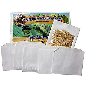 Nature's Good Guys Green Lacewing 5,000 Eggs