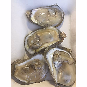 RiverView Enterprise ORIGINAL CHESAPEAKE BAY OYSTER KNIFE - SHUCKING CLAM/SHELLFISH OPENER - STAINLESS STEEL - SEAFOOD KNIFE