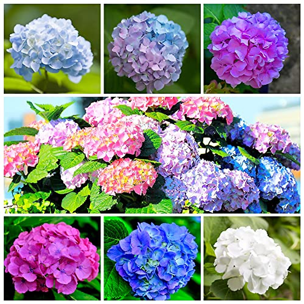 60+ Mixed Color Hydrangea Seeds for Planting, Giant Snowball Hydrangea Fast Growing Shrub, Flower Plant Wedding, Outdoor Garden - Potted Plants