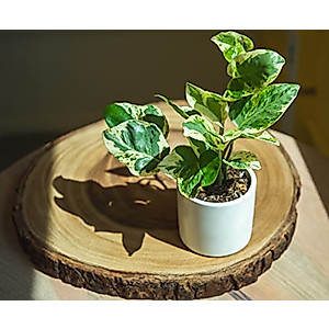 Easy to Grow Houseplants (12 Pack) Live House Plants in Plant Containers, Growers Choice Plant Set in Planters with Potting Soil Mix, Home Décor Planting Kit or Outdoor Garden Gifts by Plants for Pets