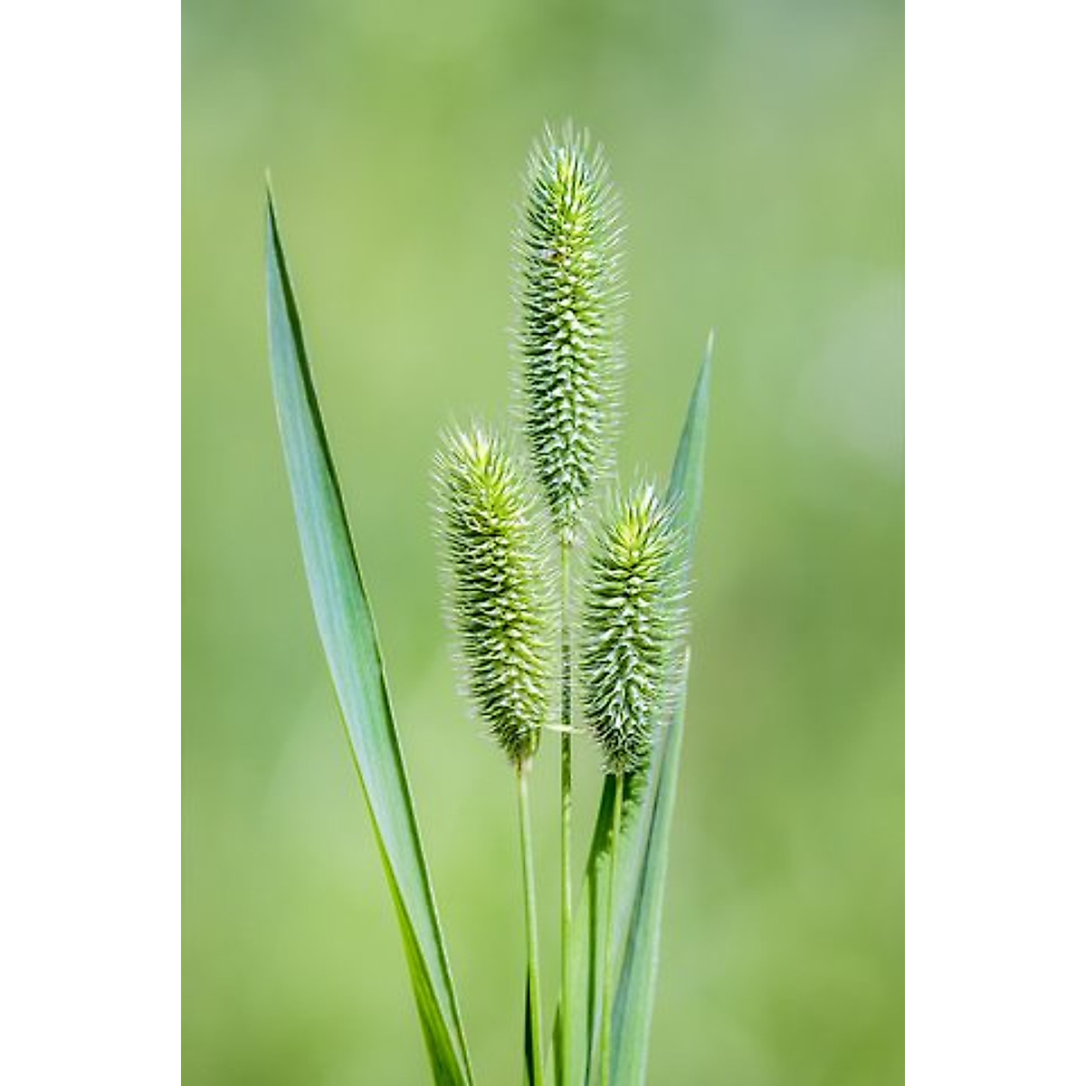 Timothy Grass Seed Climax 1 Pound OrOlam