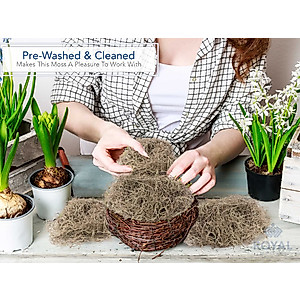 Royal Imports Preserved Natural Spanish Moss, Fresh Dried Shredded Loose Chunks, 2 LB Bulk Case