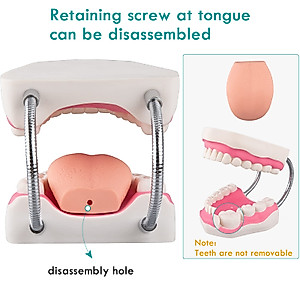 LVCHEN Mouth Model for Speech Therapy - 6 Times Dental Hygiene Teeth Models Dental Model with Movable Tongue and Denture Toothbrush