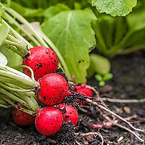 The Old Farmer's Almanac Organic Radish Seeds (Cherry Belle) - Approx 400 Seeds - Certified Organic, Non-GMO, Open Pollinated, Heirloom, USA Origin