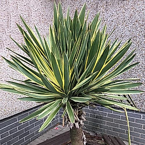 CHUXAY GARDEN Yucca Gloriosa,Spanish Dagger 30 Seeds Yucca Gloriosa 'Aureovariegata' Evergreen Shrub Growing to 2.5 m Low-Maintenance