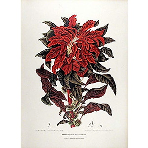 Amarantus Tricolor [Variegated Amaranth]