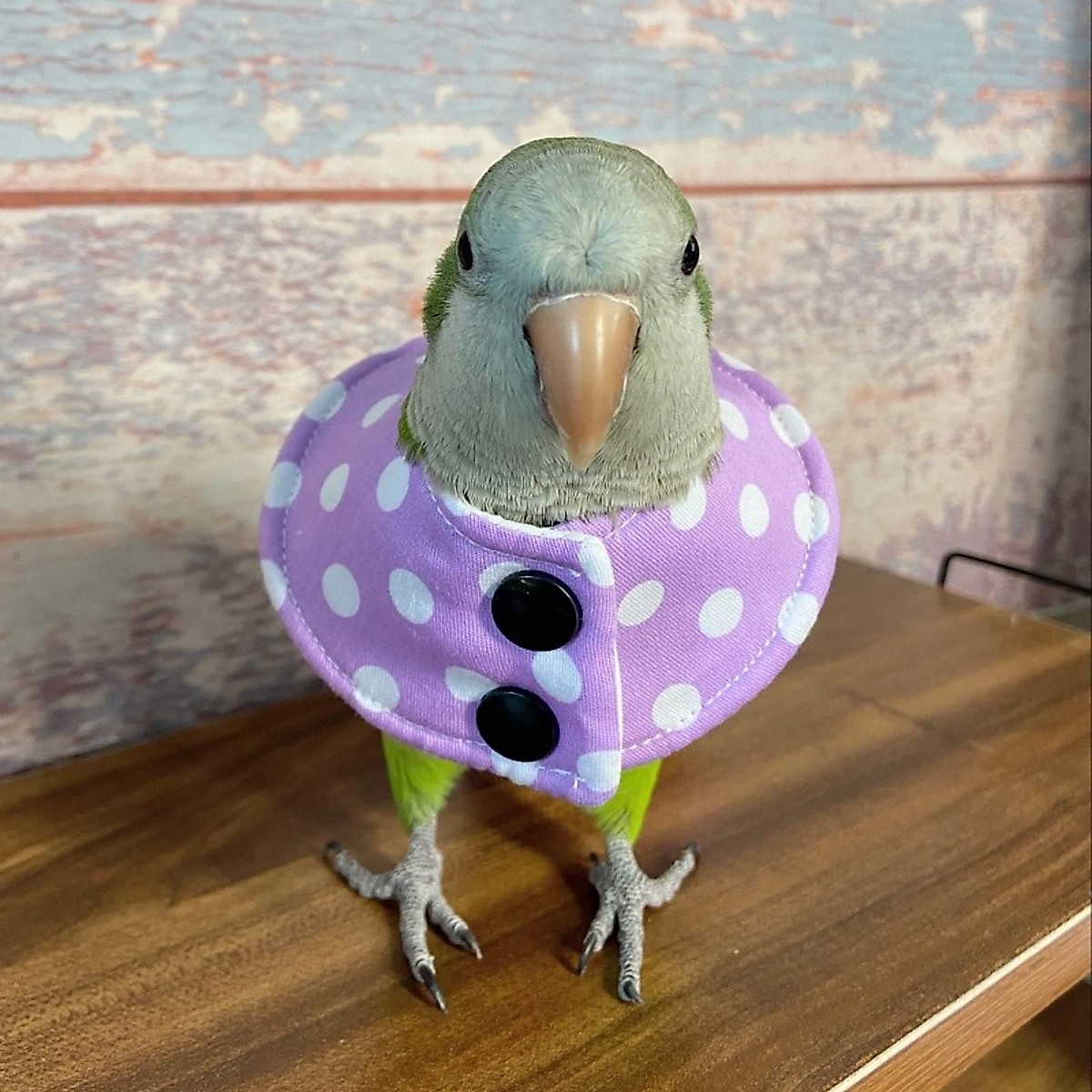 Yu~'s north Bird Collar Anti Bite Elizabethan Recovery Cone, Neck Protector for Feather Plucking, Skin-Friendly Neckwear Full Body Shield Parakeet Conure Cockatiel (Purple, S), white, B2