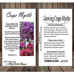 Big Pack - (1,000) Crape Myrtle Mix, Lagerstroemia Indica Tree Seeds - by MySeeds.Co (Big Pack - Crape Myrtle)