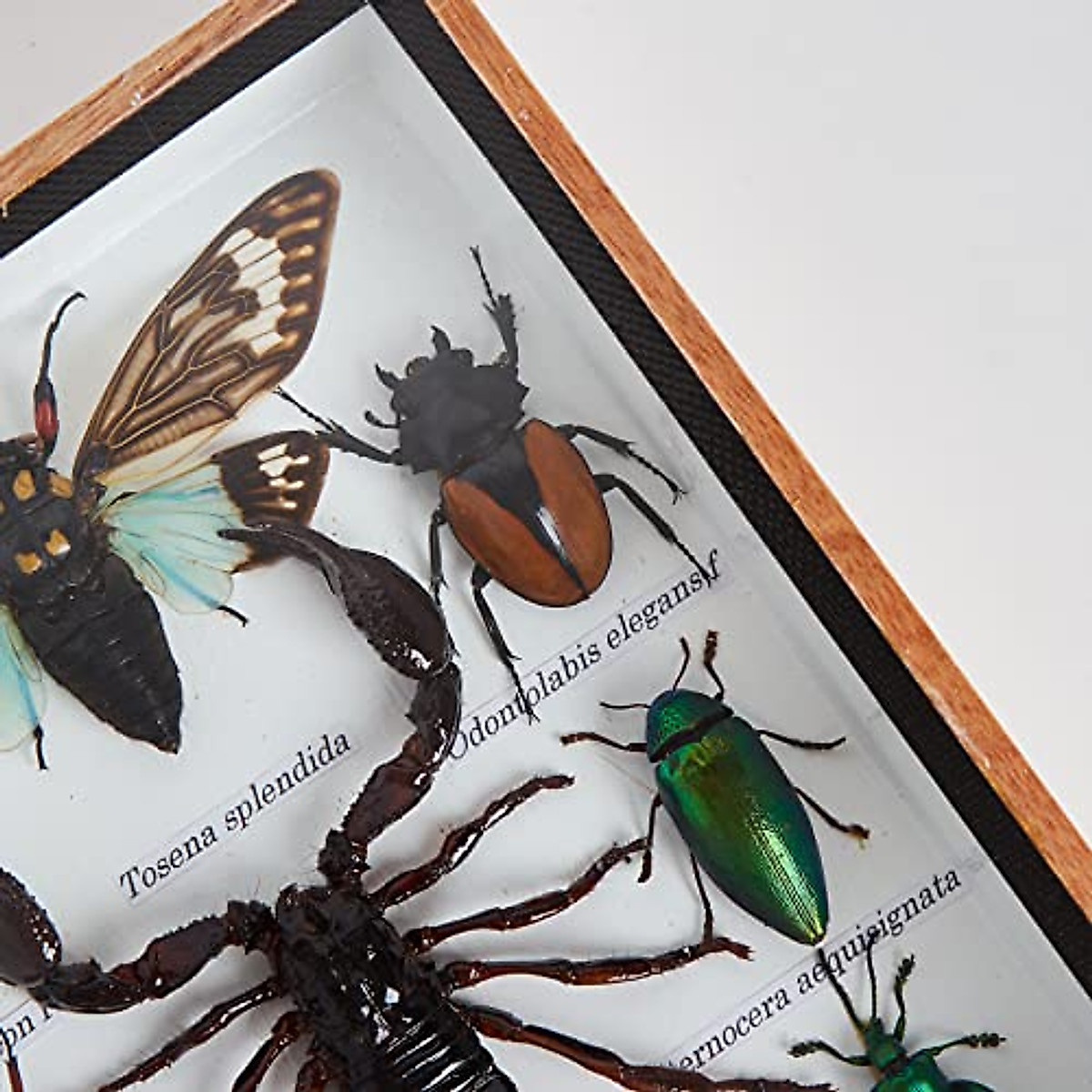 9 Real MIXS Very Rare Insect Taxidermy Set in Boxes Display for Collectibles