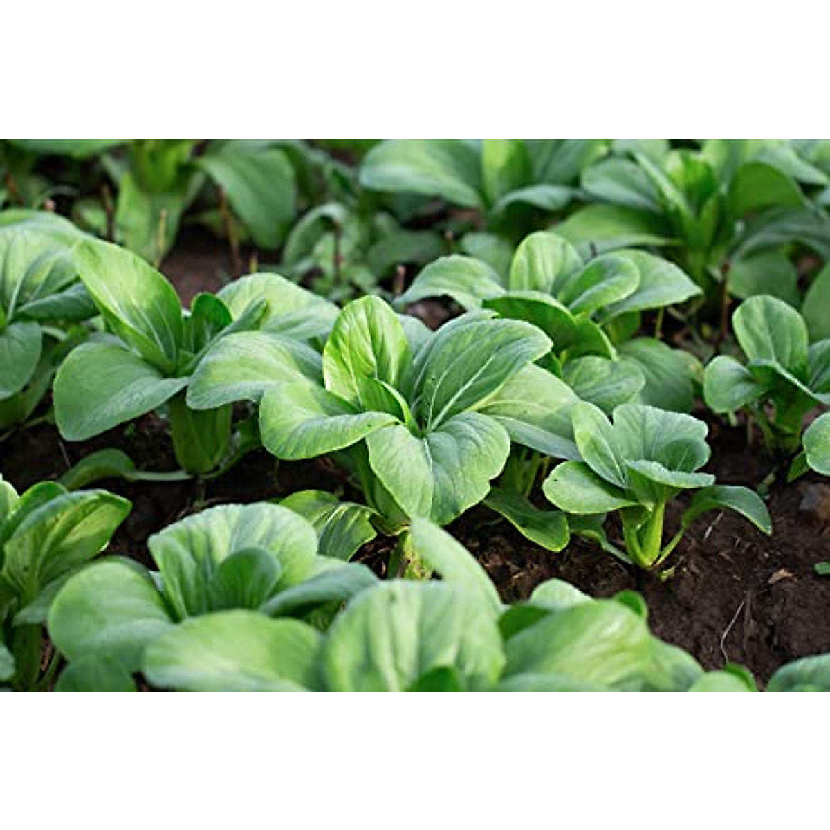 1000 Bok Choy Seeds - Shanghai Green Stem - Heirloom Non-GMO Vegetable Seeds for Planting - AKA Pak Choi, Pok Choi, Chinese Cabbage