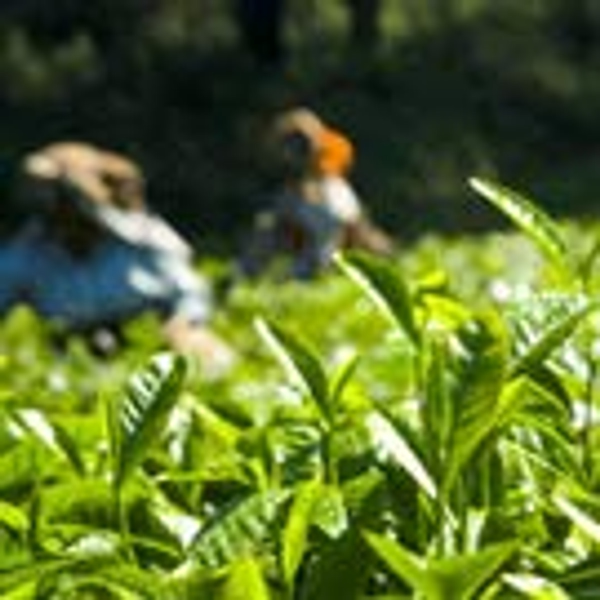 Brodies Tea, Scottish Breakfast Tea, 50-Count Bags of Black Tea Imported from Scotland