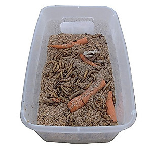 NutriCricket 250 Premium Live Large Superworms Shipped